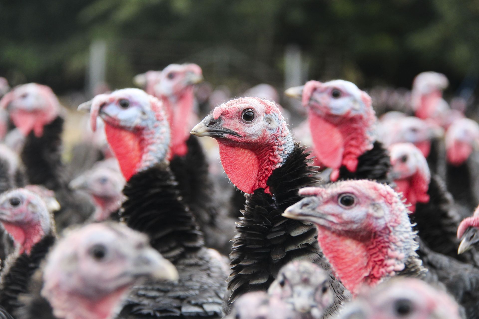 Onze Boerderij | Kalkoen