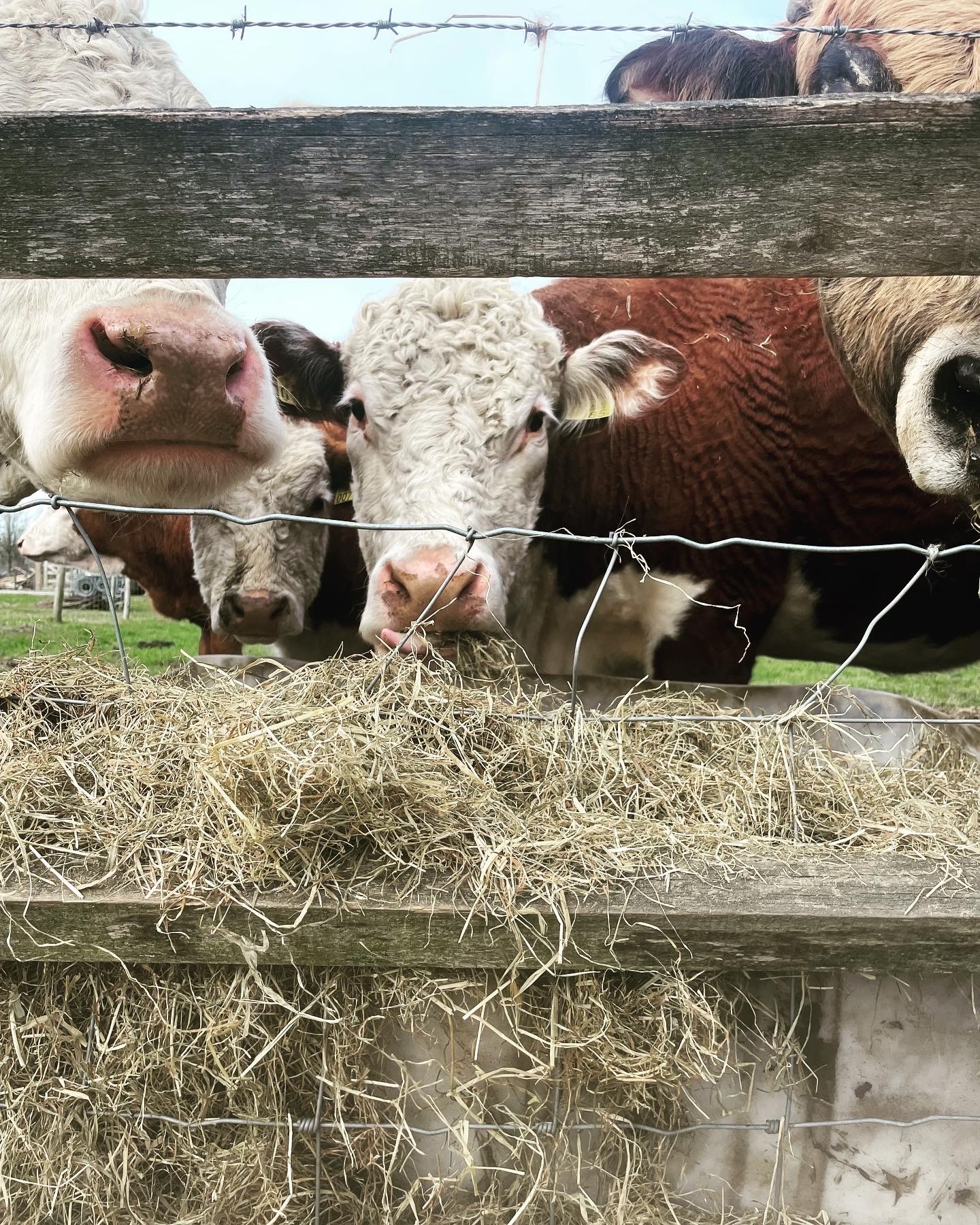 Onze Boerderij | Kalkoen